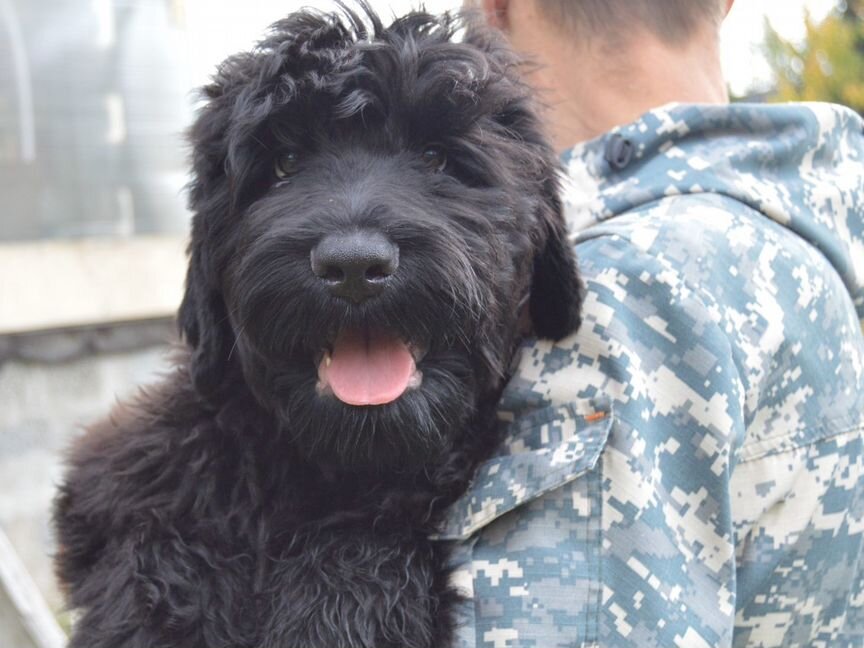 Щенки Русского Черного Терьера