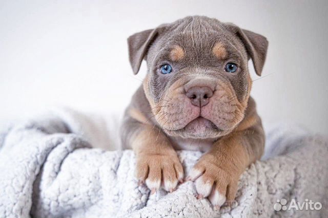 Американский булли