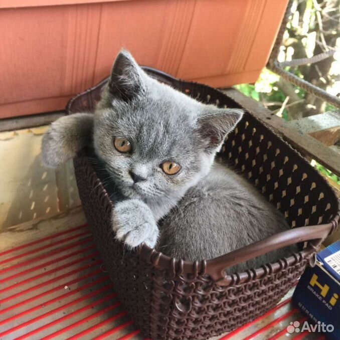 Шотландская прямоушка