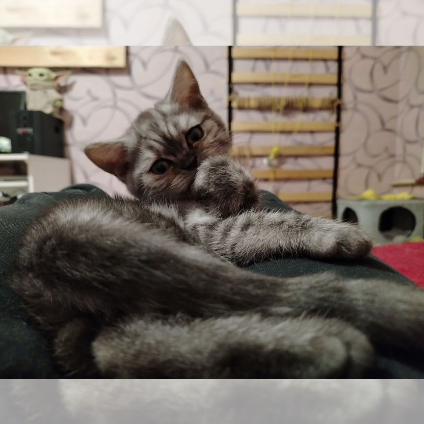Шотландские прямоухие котята