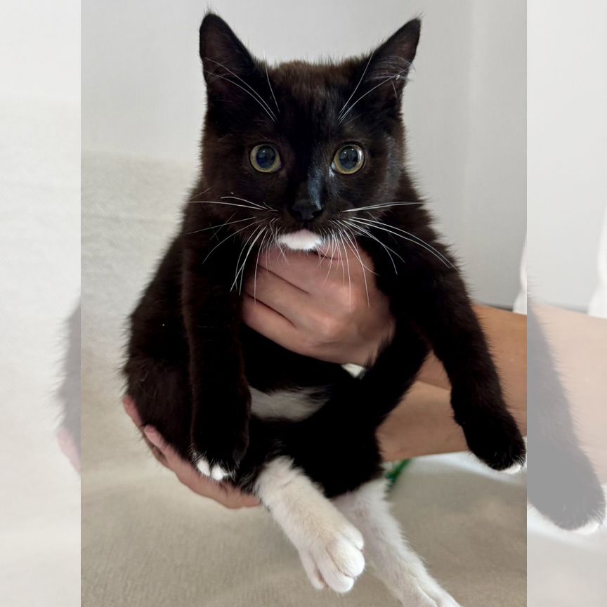 Котёнок Кузя в добрейшие руки