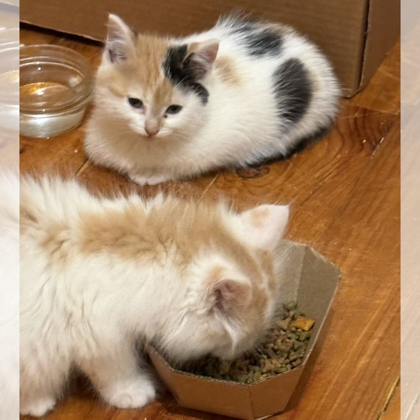Котята