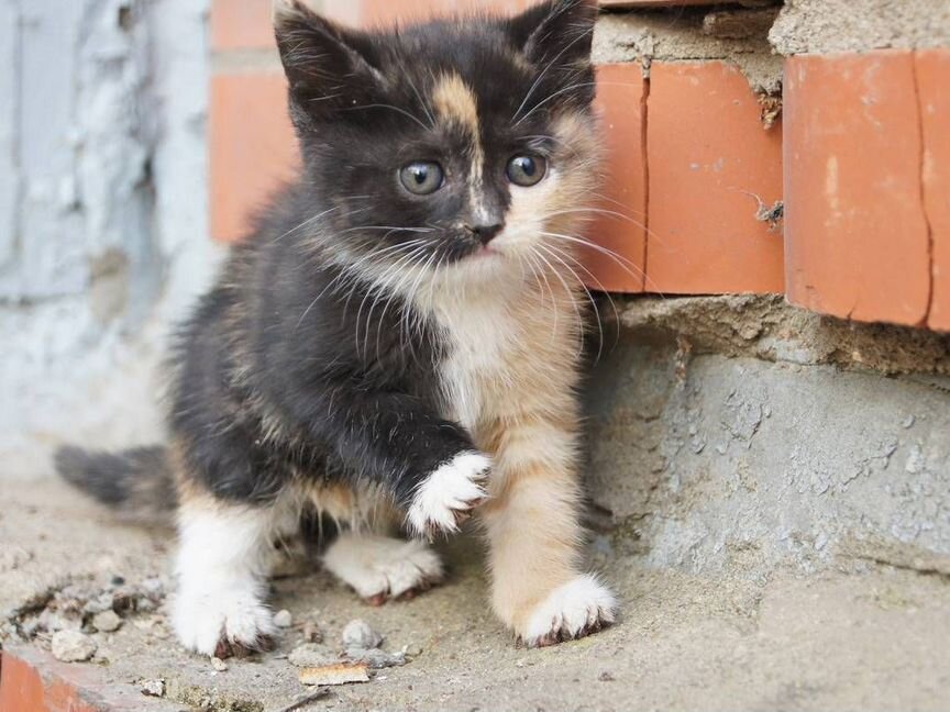 Котёнок, в добрые руки, в дар