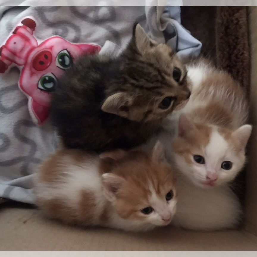 Котята в добрые руки
