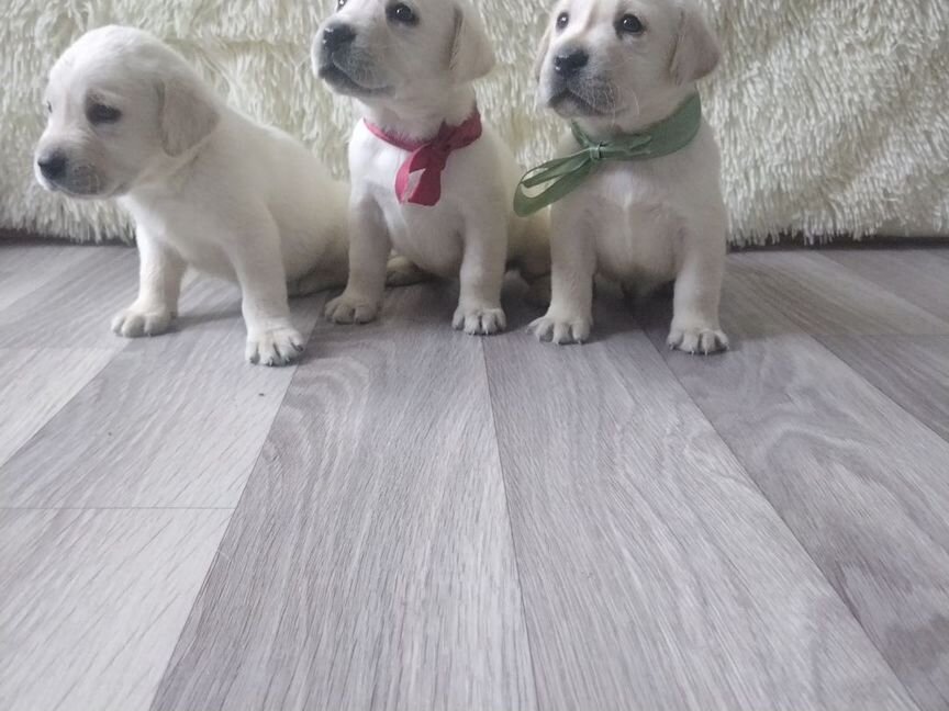 Лабро-детки