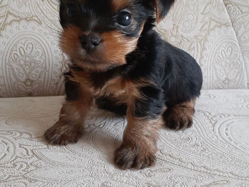 Йоркширский терьер