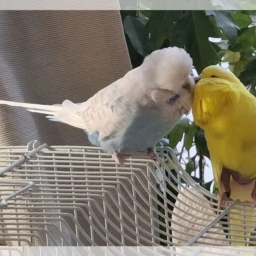 Попугай чех ввп