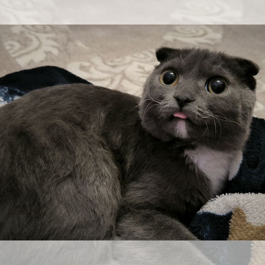 Шотландский вислоухий короткошёрстный котёнок