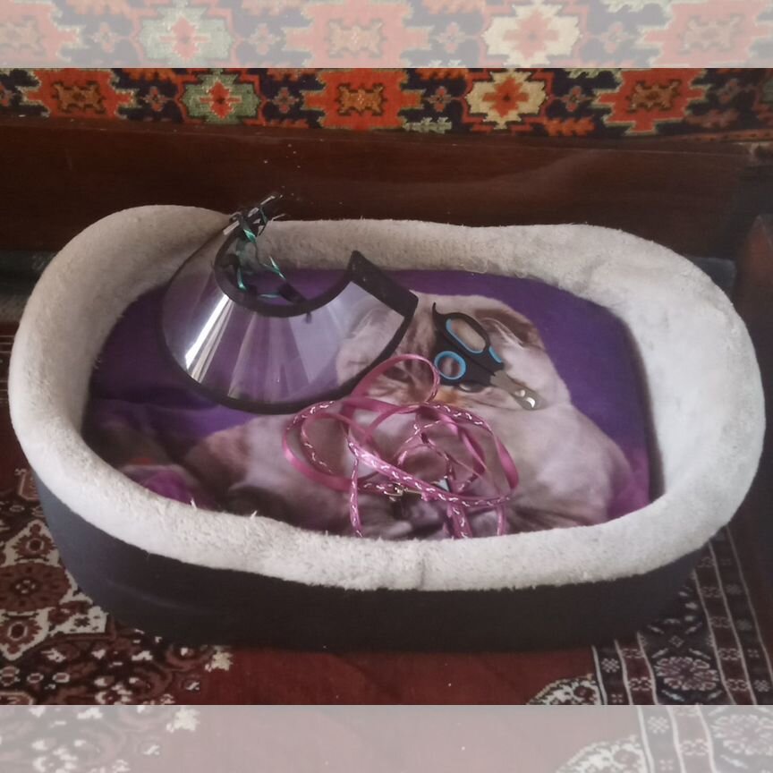 Аксессуары для ухода за кошкой