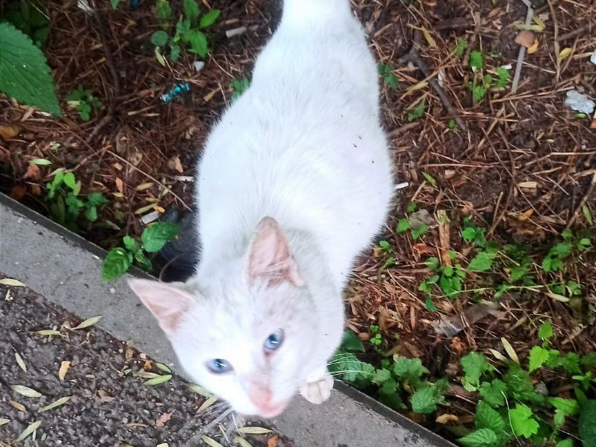 Молодая стерилизованная кошечка-блондинка в дар