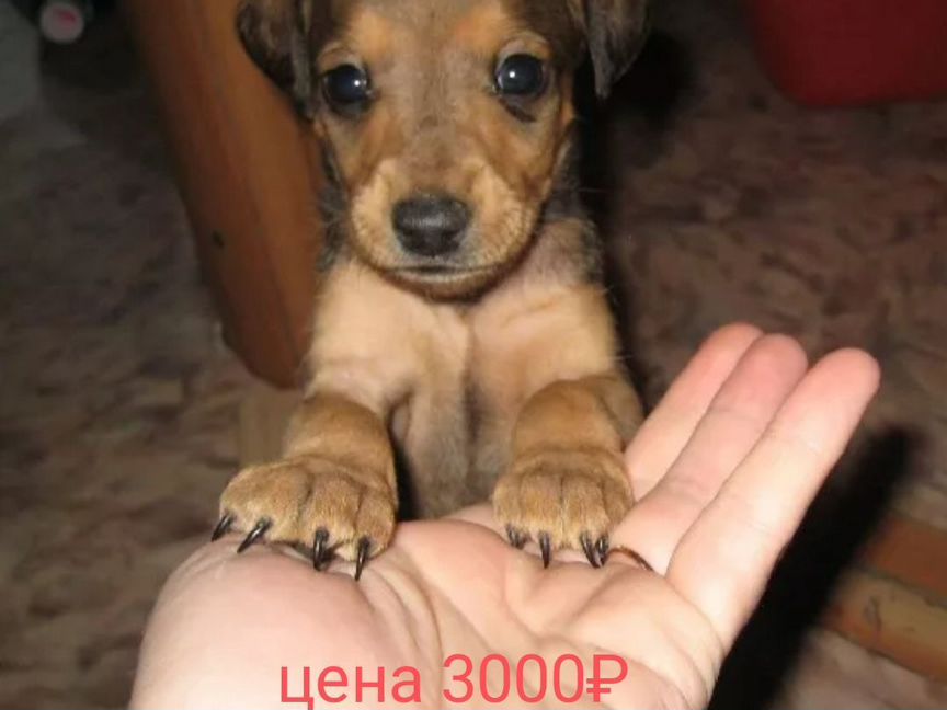 Маленькие комнатные собачки