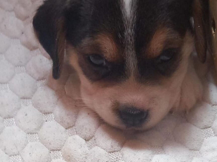 Щенки джек рассел терьер