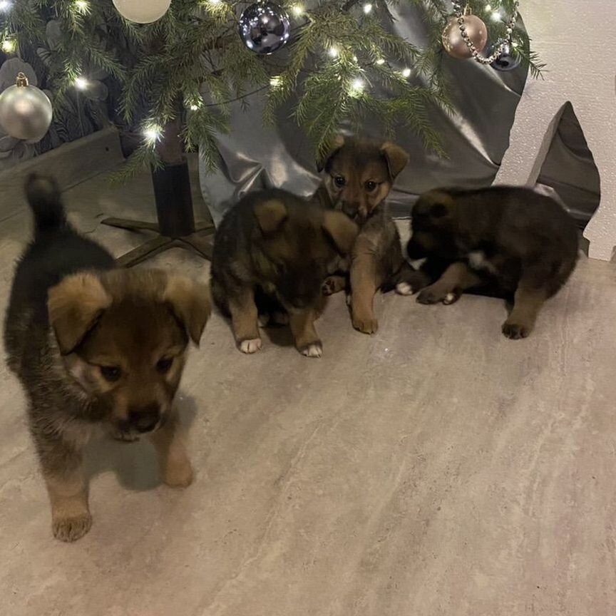 Щенок в добрые руки