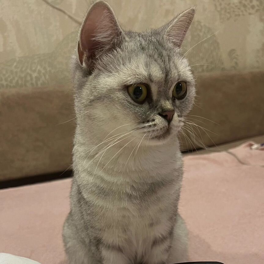 Шотландская прямоухая длинношёрстная, взрослая кошка