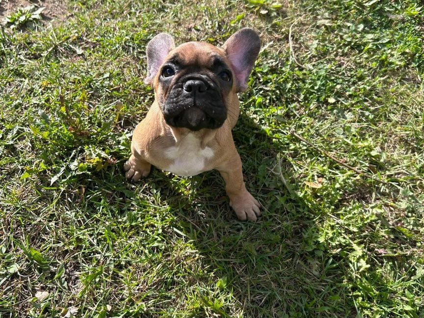 Щенки французкого бульдога