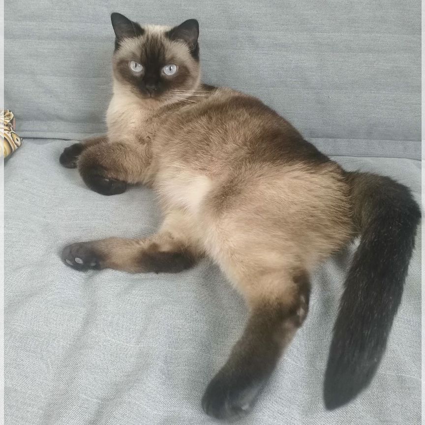 Ищем котика для вязки