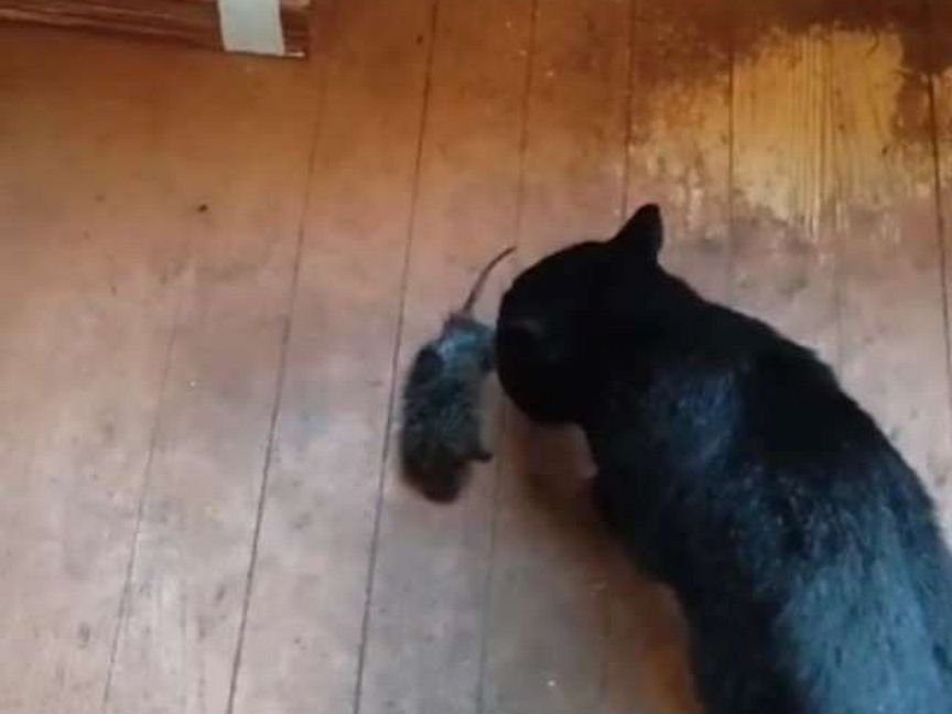 Кот мышелов