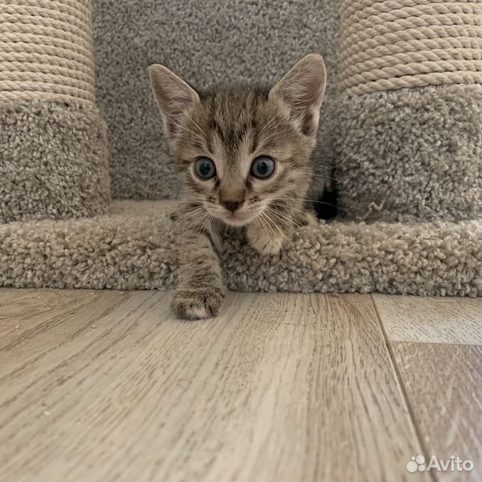 Ищем дом котенку девочке