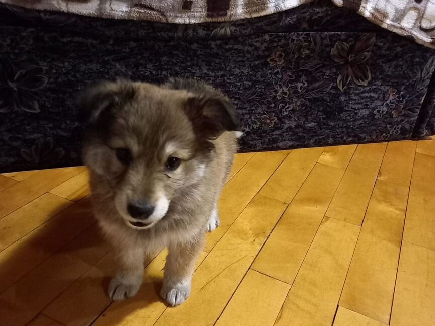 Щенок в добрые руки бесплатно