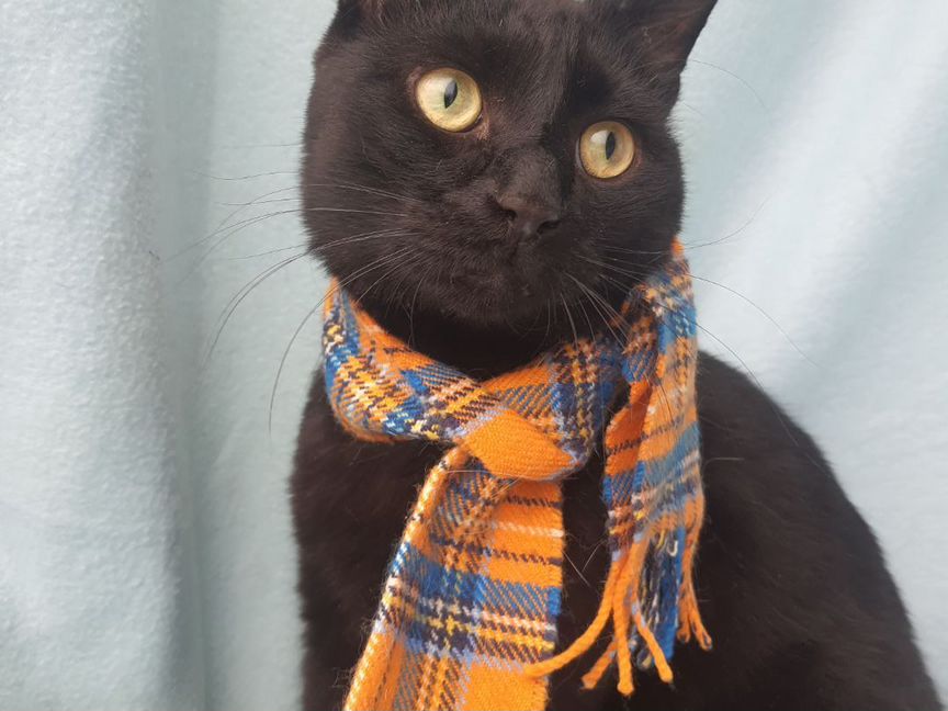 Кот