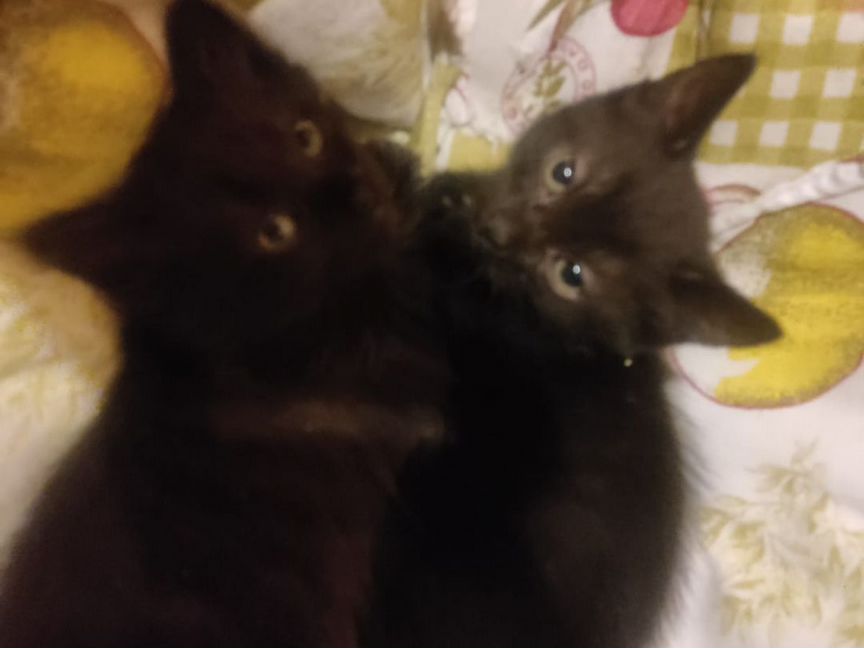 Котята угольки