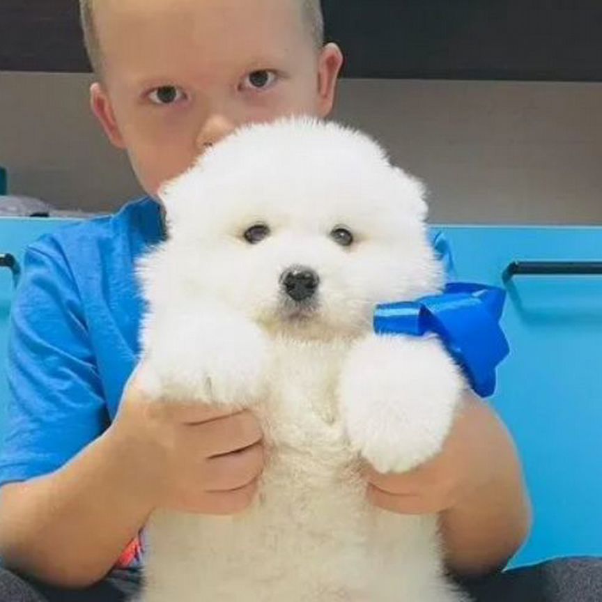 Чудесные малыши самоедики с документами и клеймом