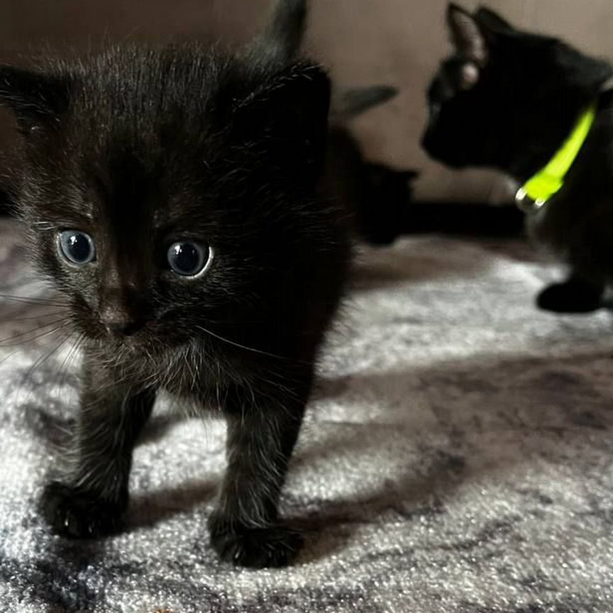 Котята в добрые руки бесплатно
