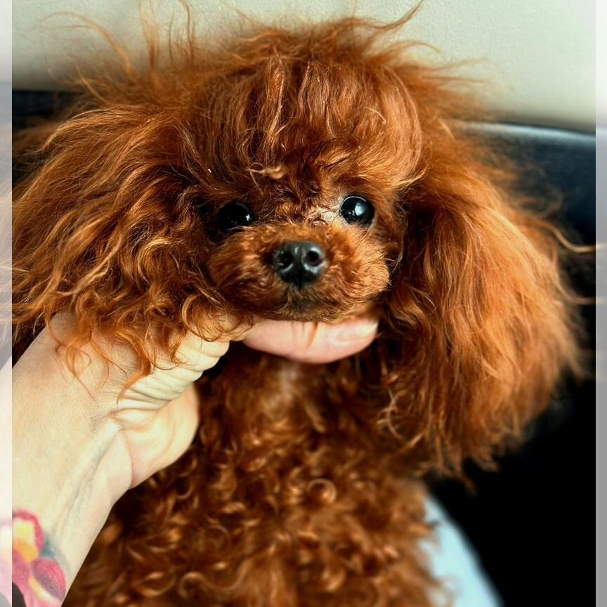 Тэдди Тикап Пудель импорт Китай вязка