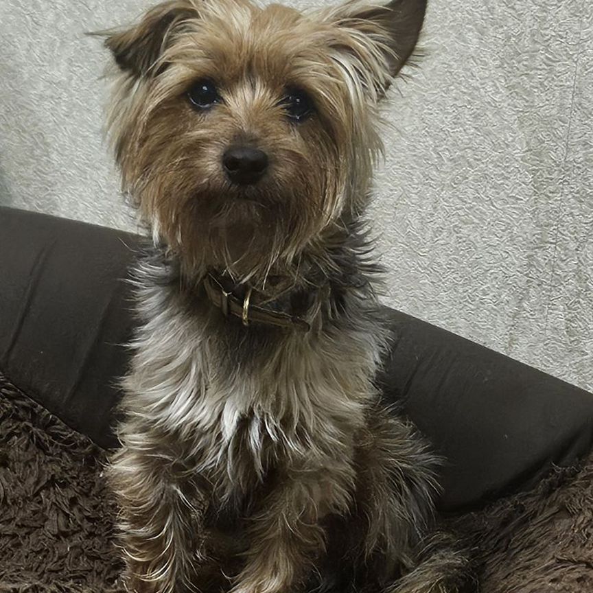 Йоркширский терьер мальчик вязка