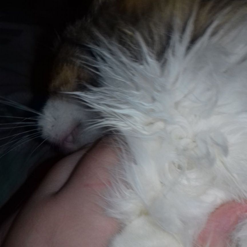 Милая kitty