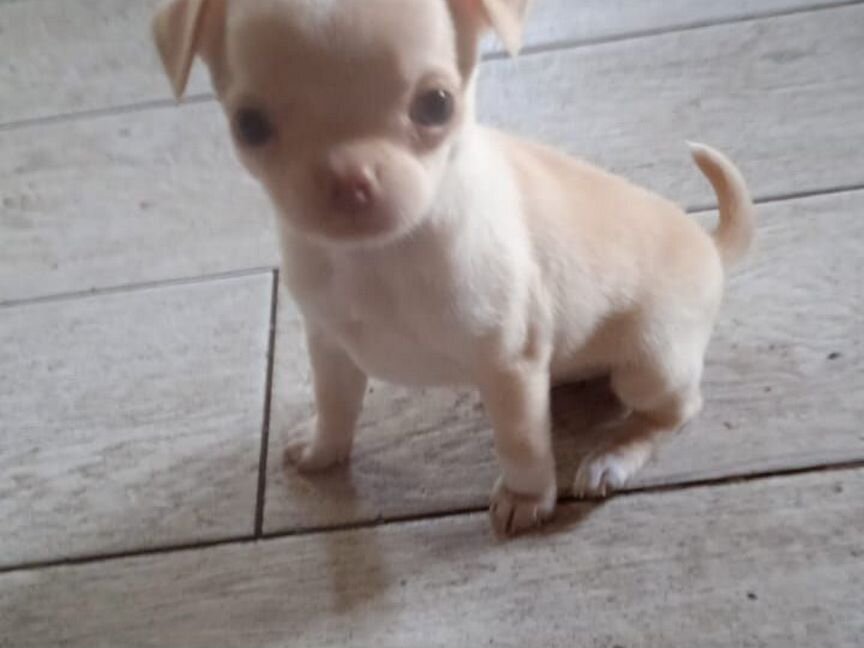 Щенки чихуахуа