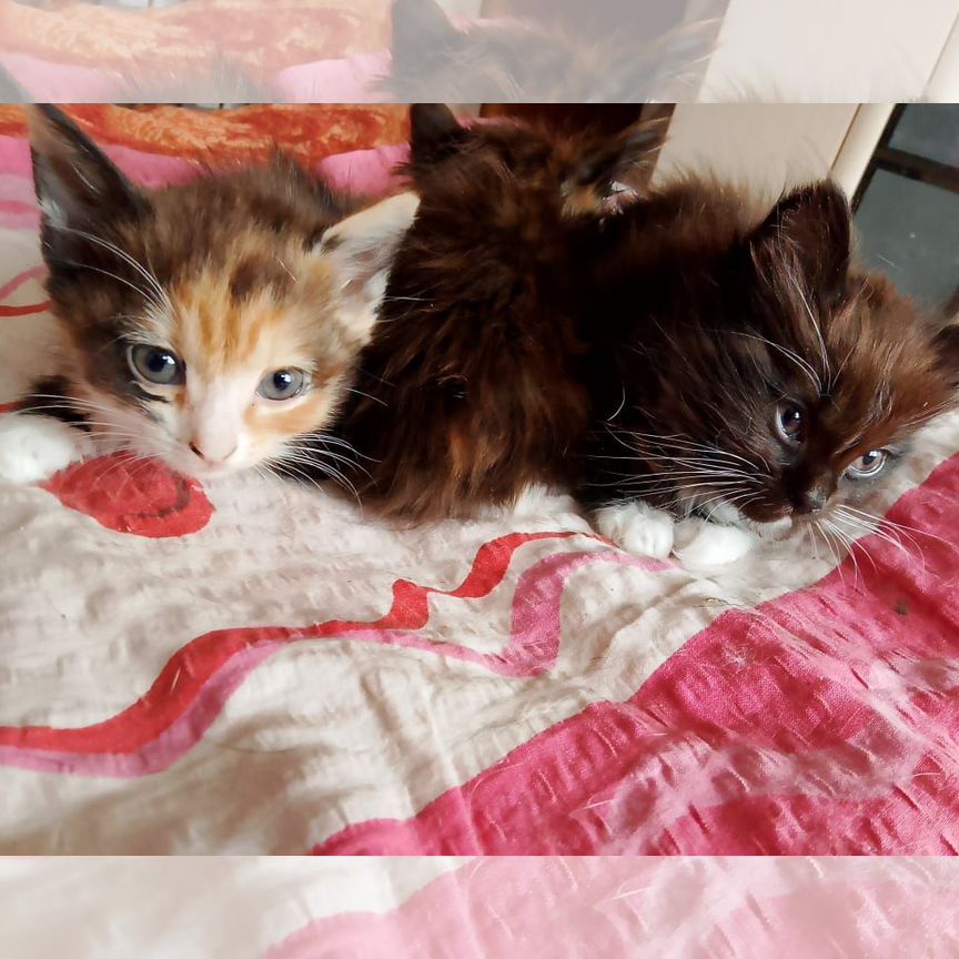 Котята в добрые руки