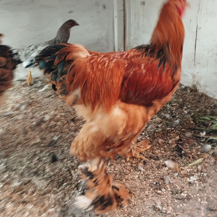 Петух брама