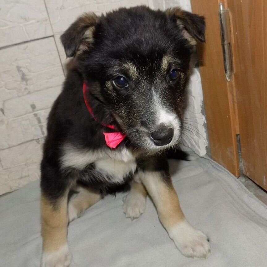 Восточносибирская лайка, щенок