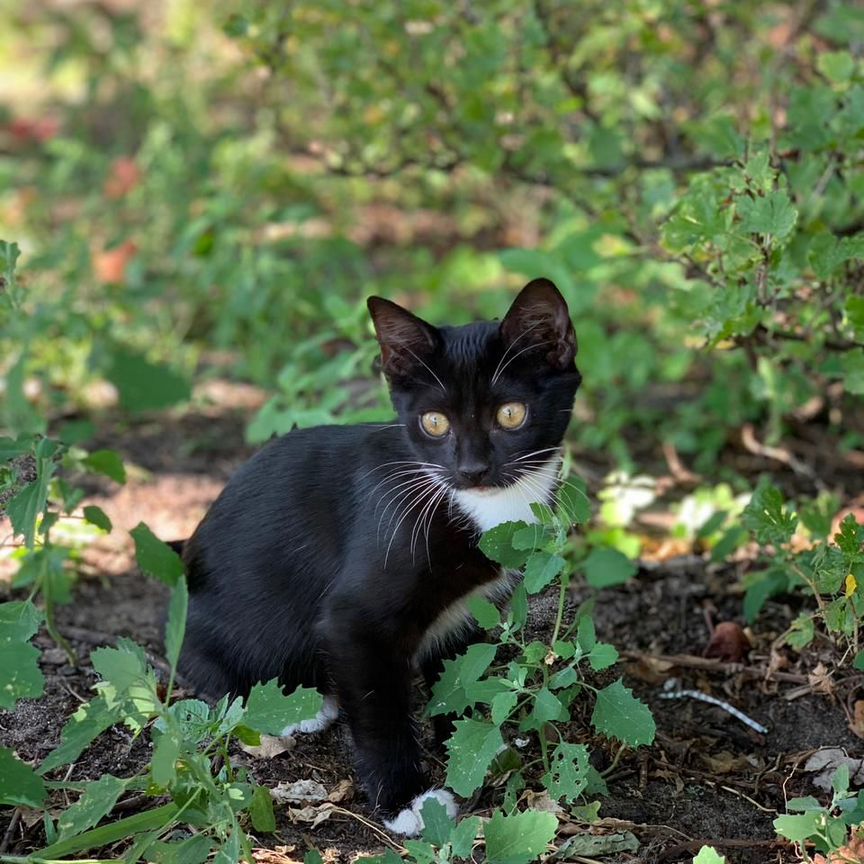 Котята в добрые руки бесплатно
