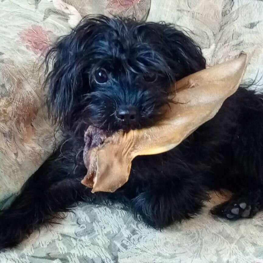 Мальтипу мальчик ищет невесту. Жениху -1 год 3мес