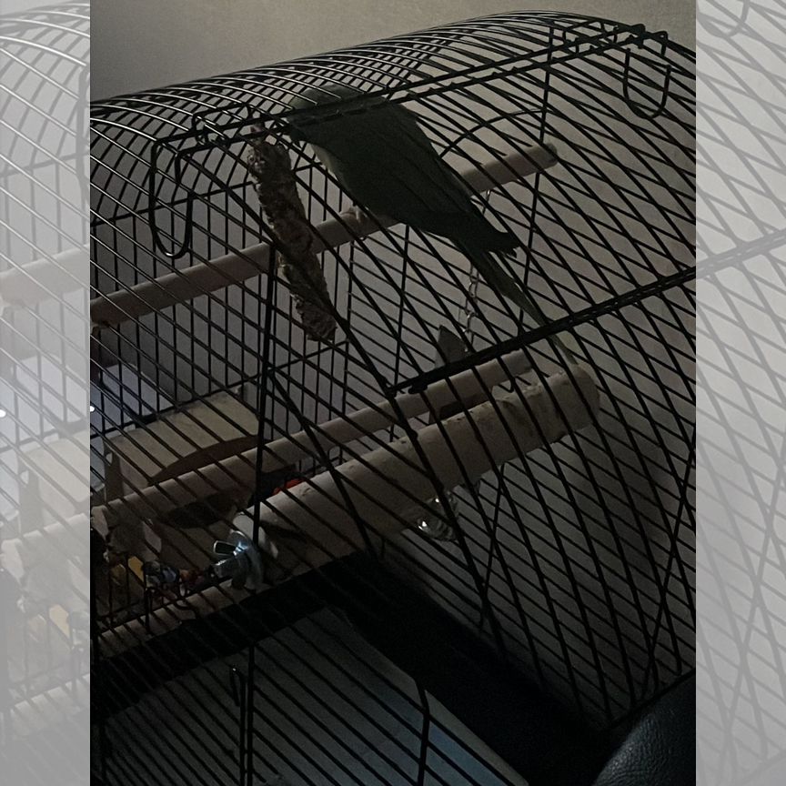 Ожереловый попугай самец