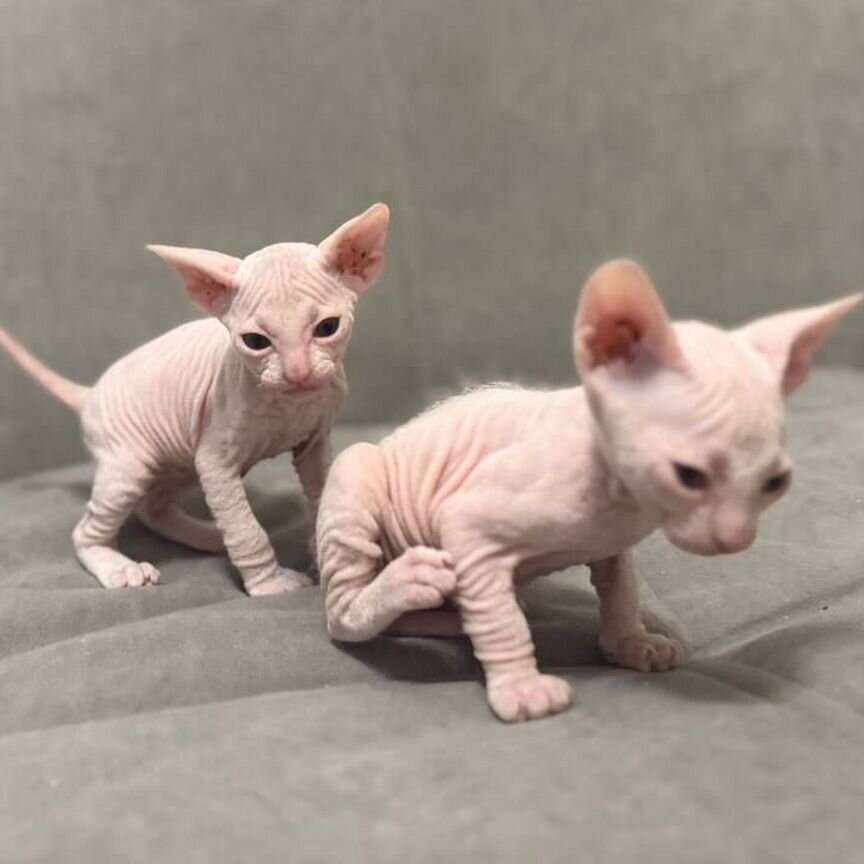 Донской сфинкс котёнок