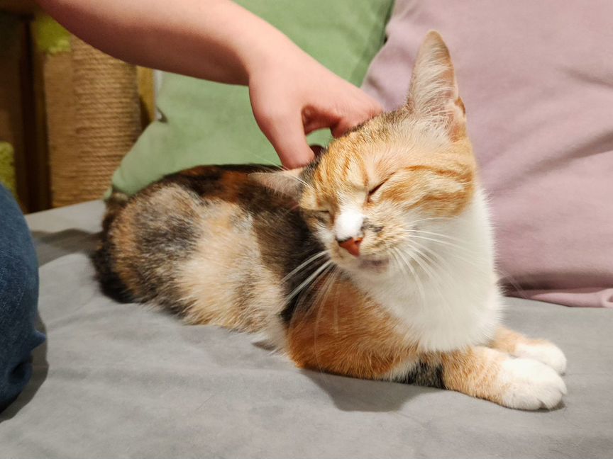 Яркая кошечка Кесси в добрые руки