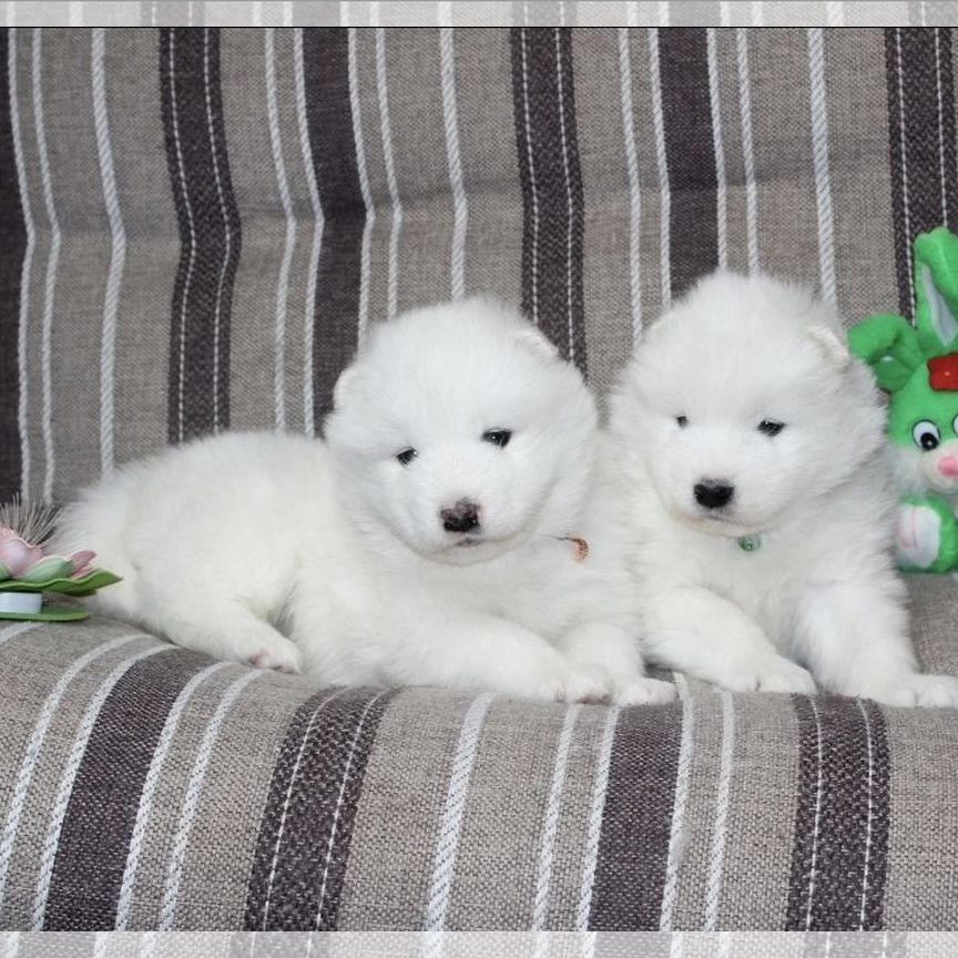 Самоедская собака, щенок