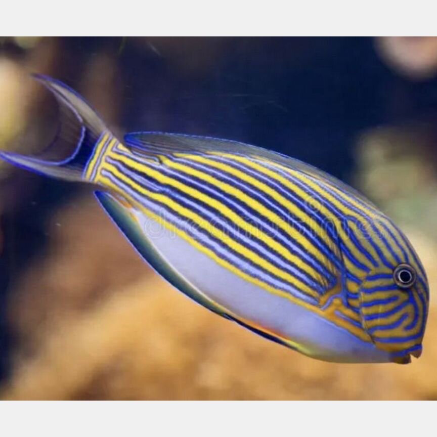 Рыба Хирург линеатус