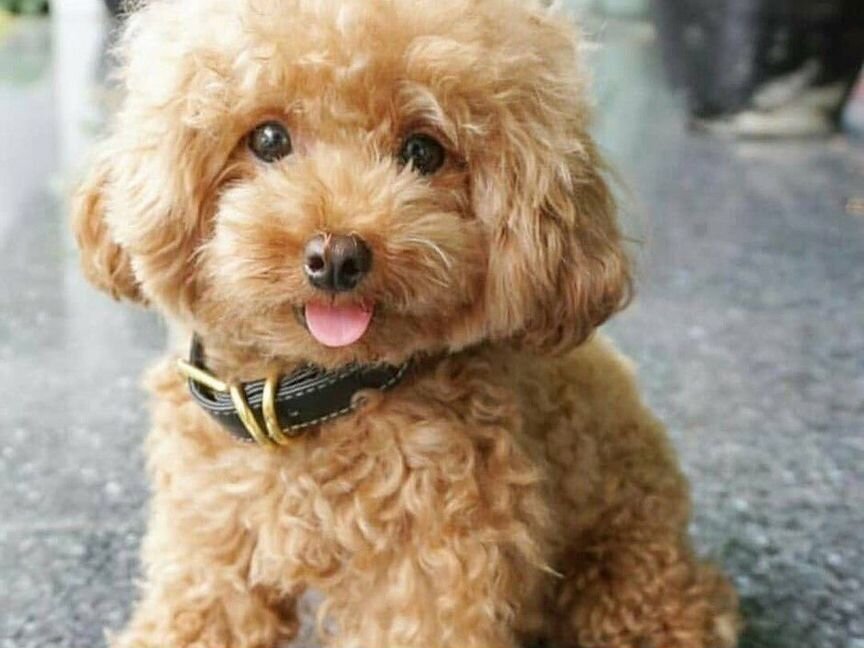 Мальтипу мини