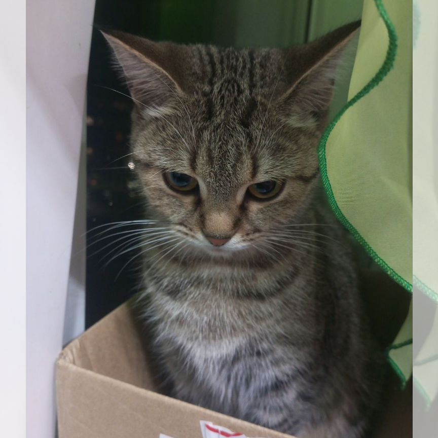 Сибирская, взрослая кошка