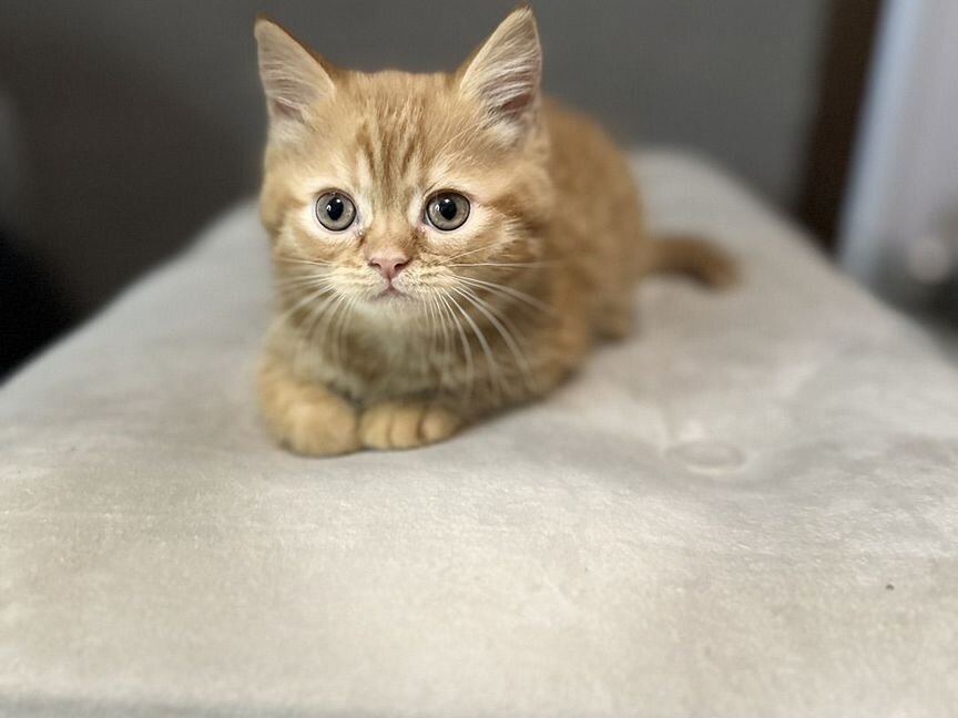 Вислоухие котята