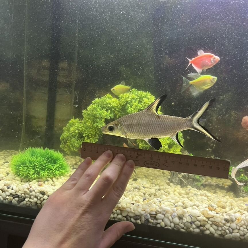 Акулий балу