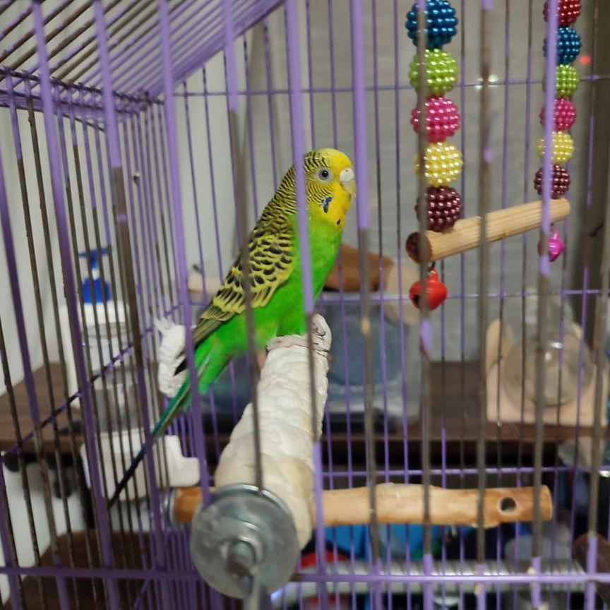 Волнистый попугай