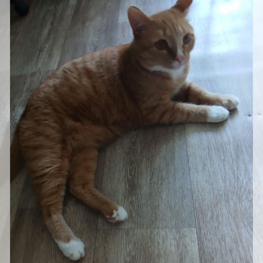 Ищет друга рыжая кошка