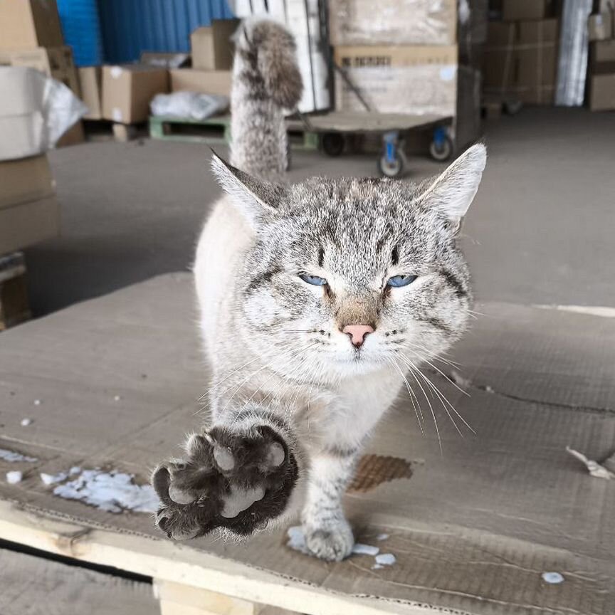 Взрослый кот в добрые руки