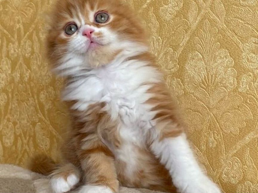 Шотландские котята
