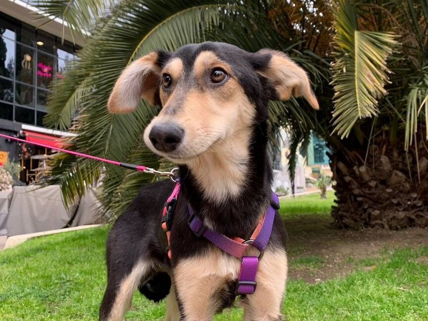 Собака в добрые руки отдам бесплатно